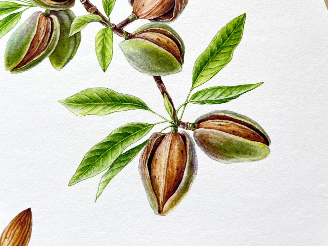 Almond. Fine Art Print, Wall Prints Nuts, Watercolour Illustration ...