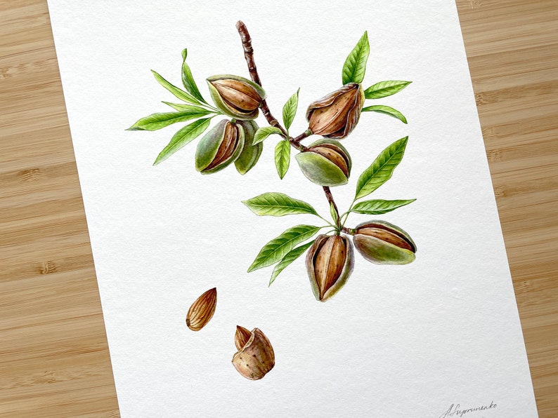 Almond. Fine Art Print, Wall Prints Nuts, Watercolour Illustration ...