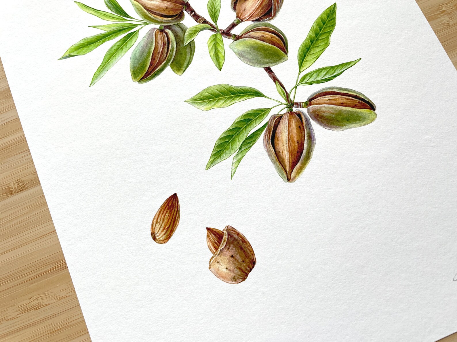 Almond. Fine Art Print, Wall Prints Nuts, Watercolour Illustration ...