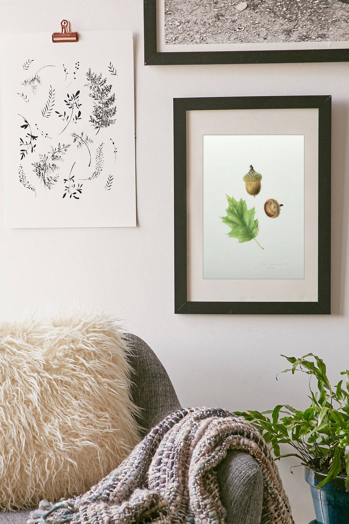 Acorns of Red Oak - Botanical Art Print, Giclée Print, Botanical ...
