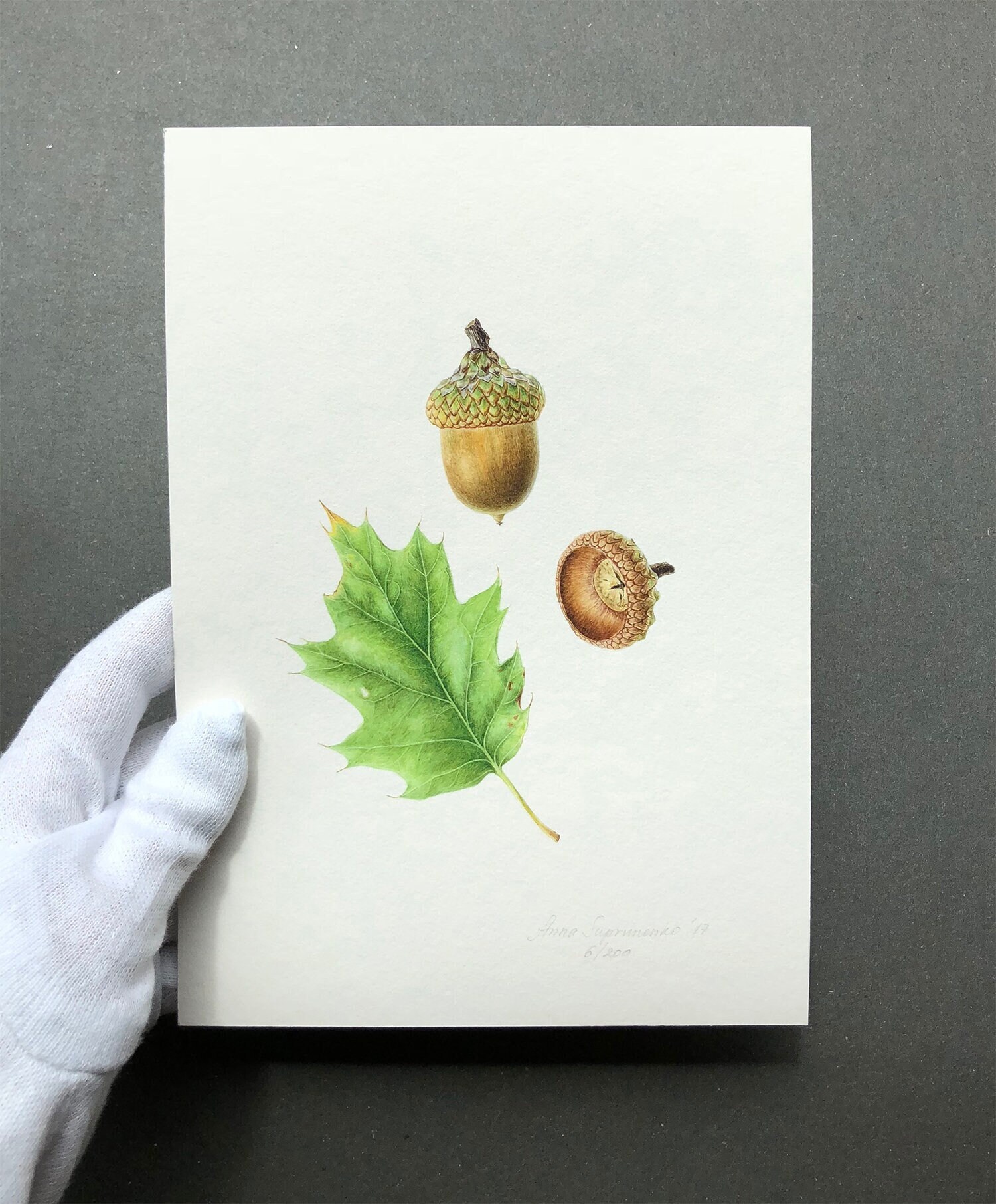 Acorns of Red Oak - Botanical Art Print, Giclée Print, Botanical ...