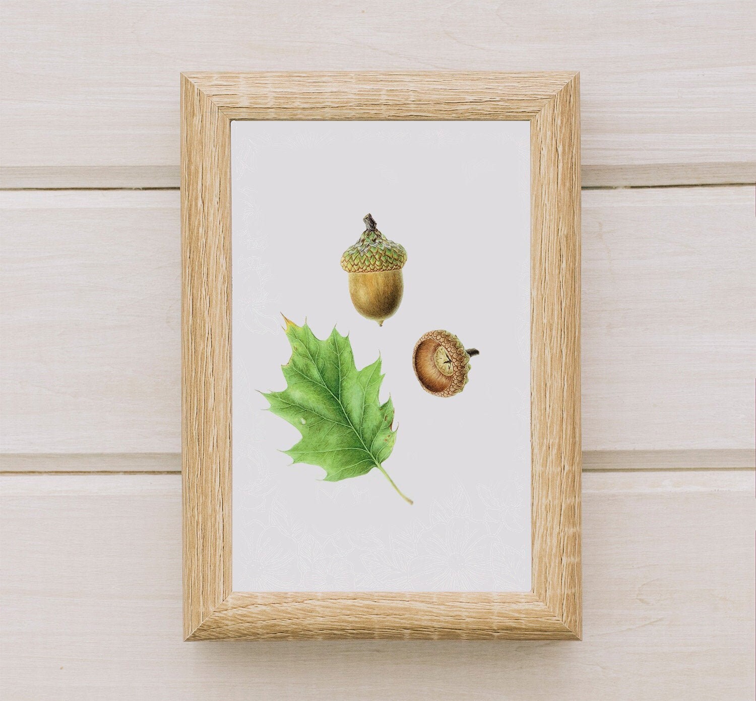 Acorns of Red Oak - Botanical Art Print, Giclée Print, Botanical ...