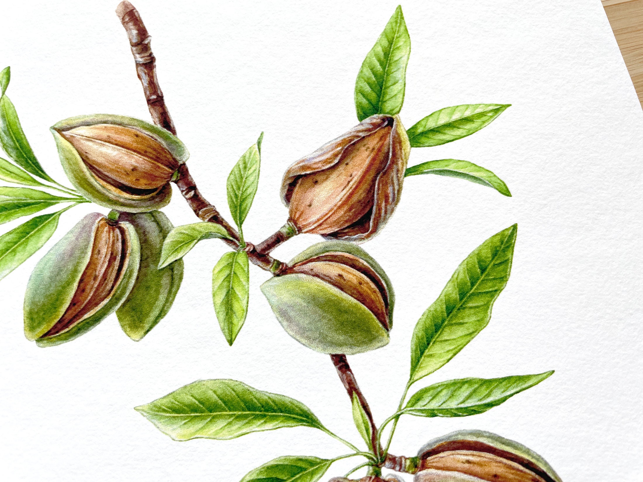 Almond. Fine Art Print, Wall Prints Nuts, Watercolour Illustration ...