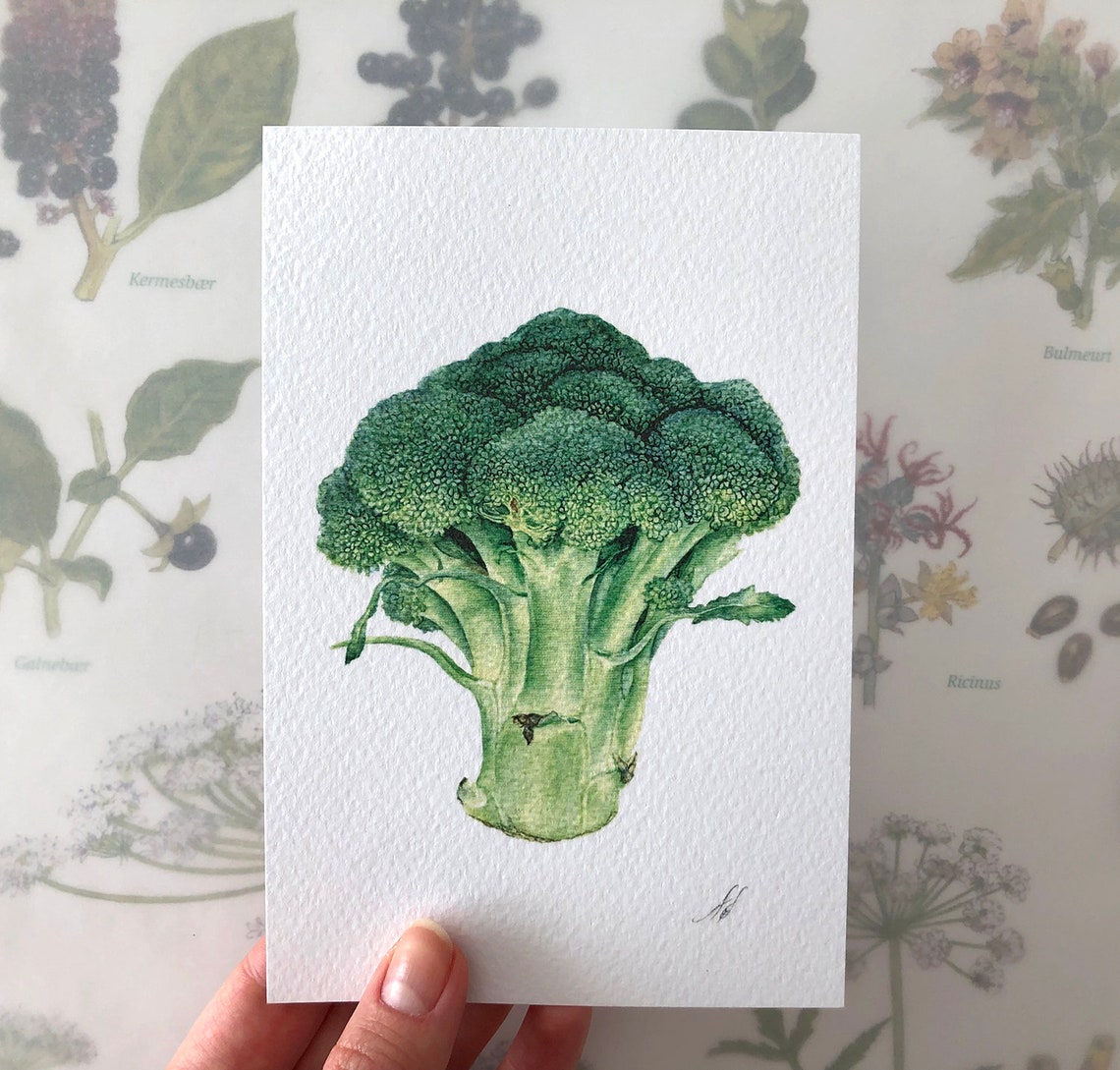 Broccoli - Greeting Card, Set of 3 Postcards. Botanical Gift, Vegetable ...
