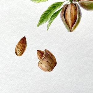 Almond. Fine Art Print, Wall Prints Nuts, Watercolour Illustration ...