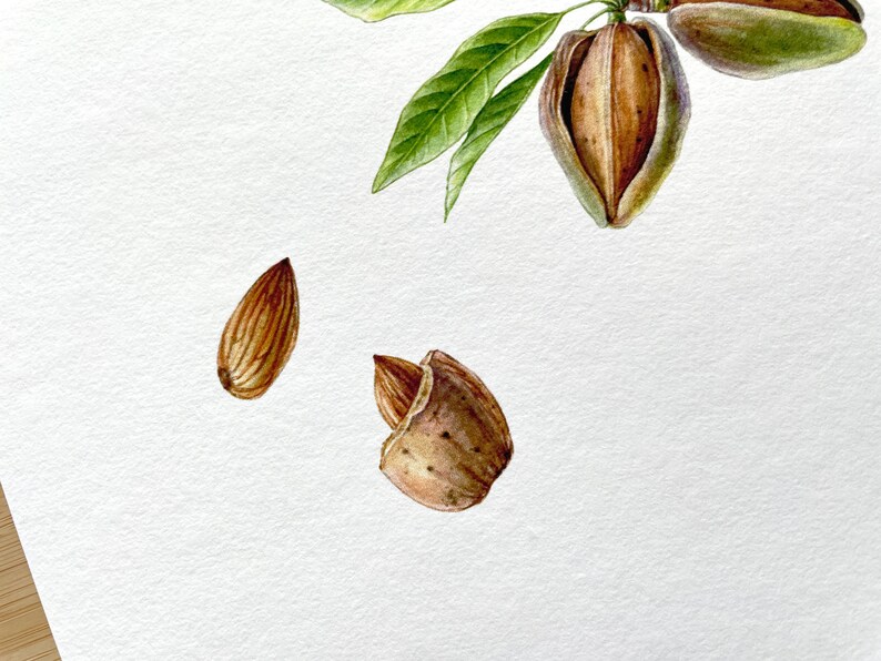 Almond. Fine Art Print, Wall Prints Nuts, Watercolour Illustration ...