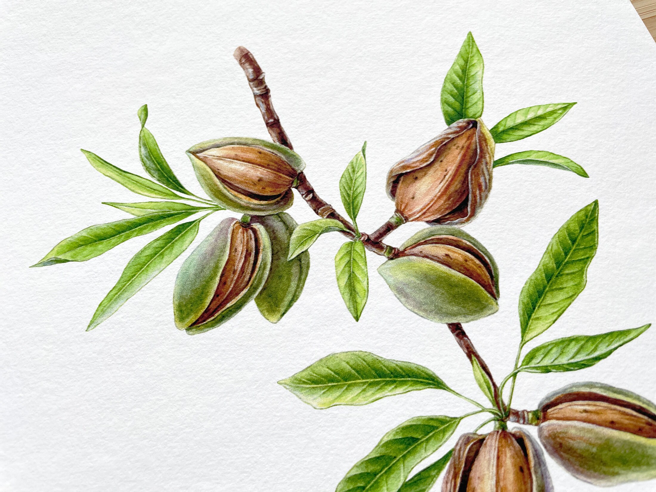 Almond. Fine Art Print, Wall Prints Nuts, Watercolour Illustration ...