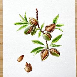 Almond. Fine Art Print, Wall Prints Nuts, Watercolour Illustration ...