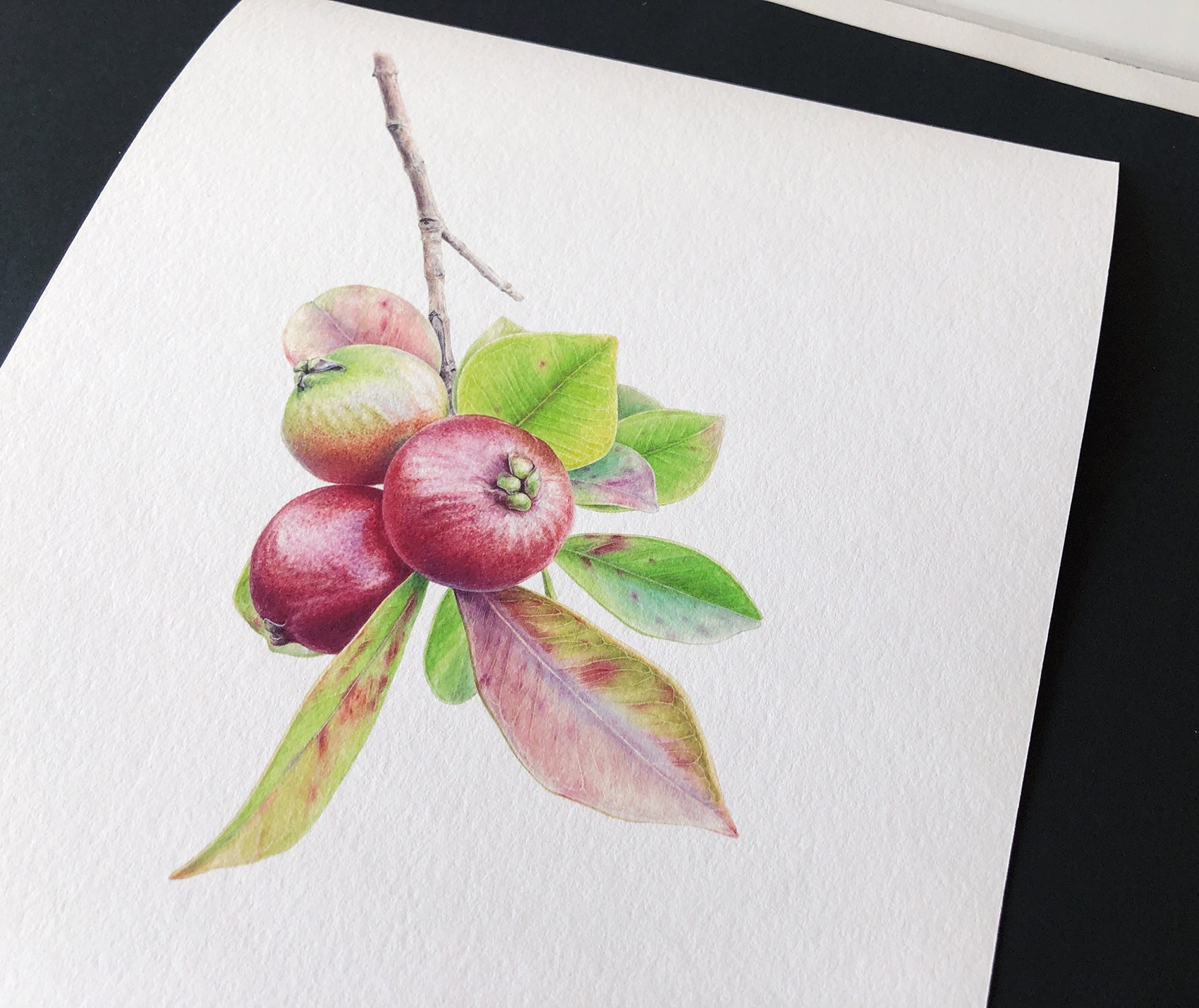 Guava Flower Drawing