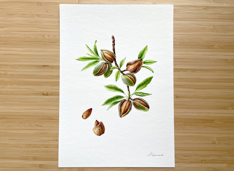 Almond. Fine Art Print, Wall Prints Nuts, Watercolour Illustration ...