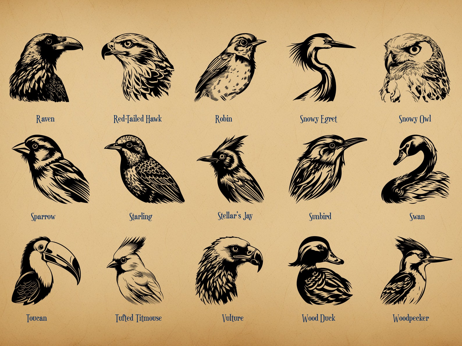 75 Bird Portrait Bundle Commercial Use Vector Graphics - Etsy