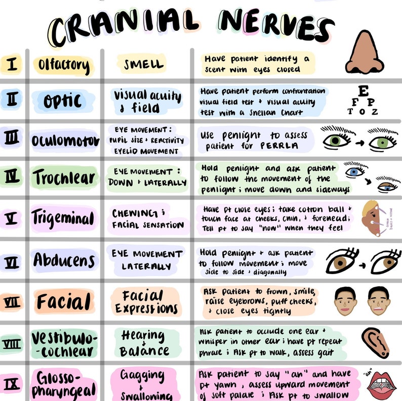 Cranial Nerves Chart: Colorful Hand-drawn Study Guide (digital Download ...