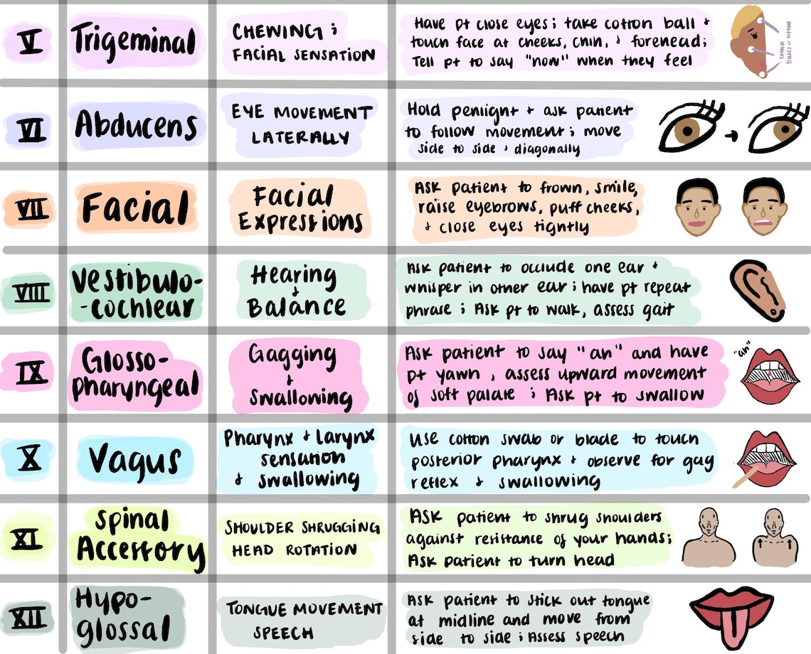 Cranial Nerves Cheat Sheet: Hand Drawn Notes (PDF Download) - Etsy UK