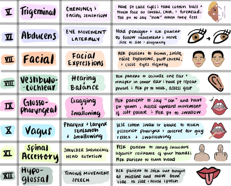 Cranial Nerves Cheat Sheet: Hand Drawn Notes (PDF Download) - Etsy