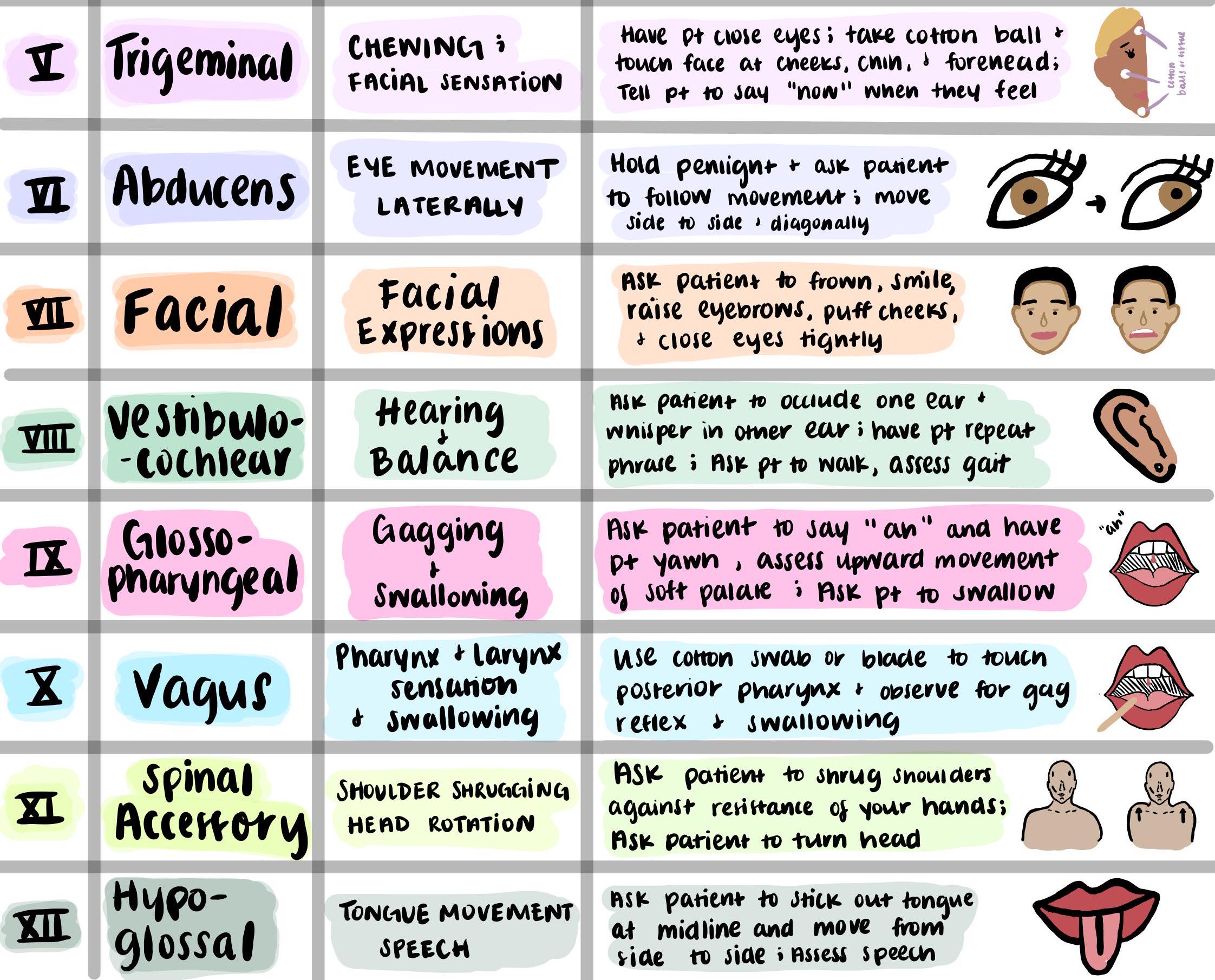 Cranial Nerves Cheat Sheet: Hand Drawn Notes (PDF Download) - Etsy