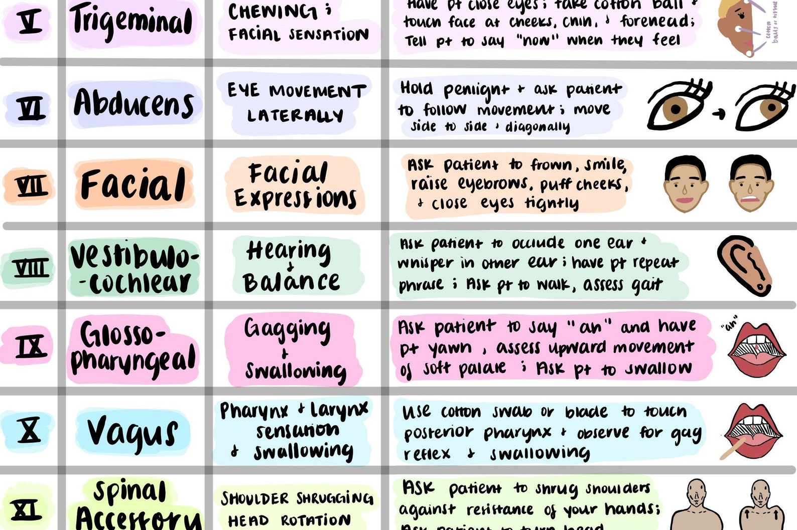 Cranial Nerves Sheet; Colorful Hand Drawn Pictures; for Nursing ...