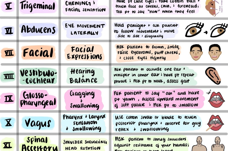 Cranial Nerves Chart: Colorful Hand-drawn Study Guide (digital Download ...