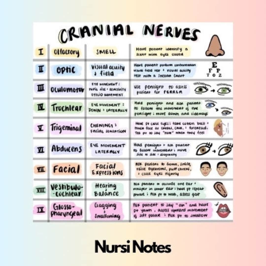 Cranial Nerves Cheat Sheet: Hand Drawn Notes (PDF Download) - Etsy