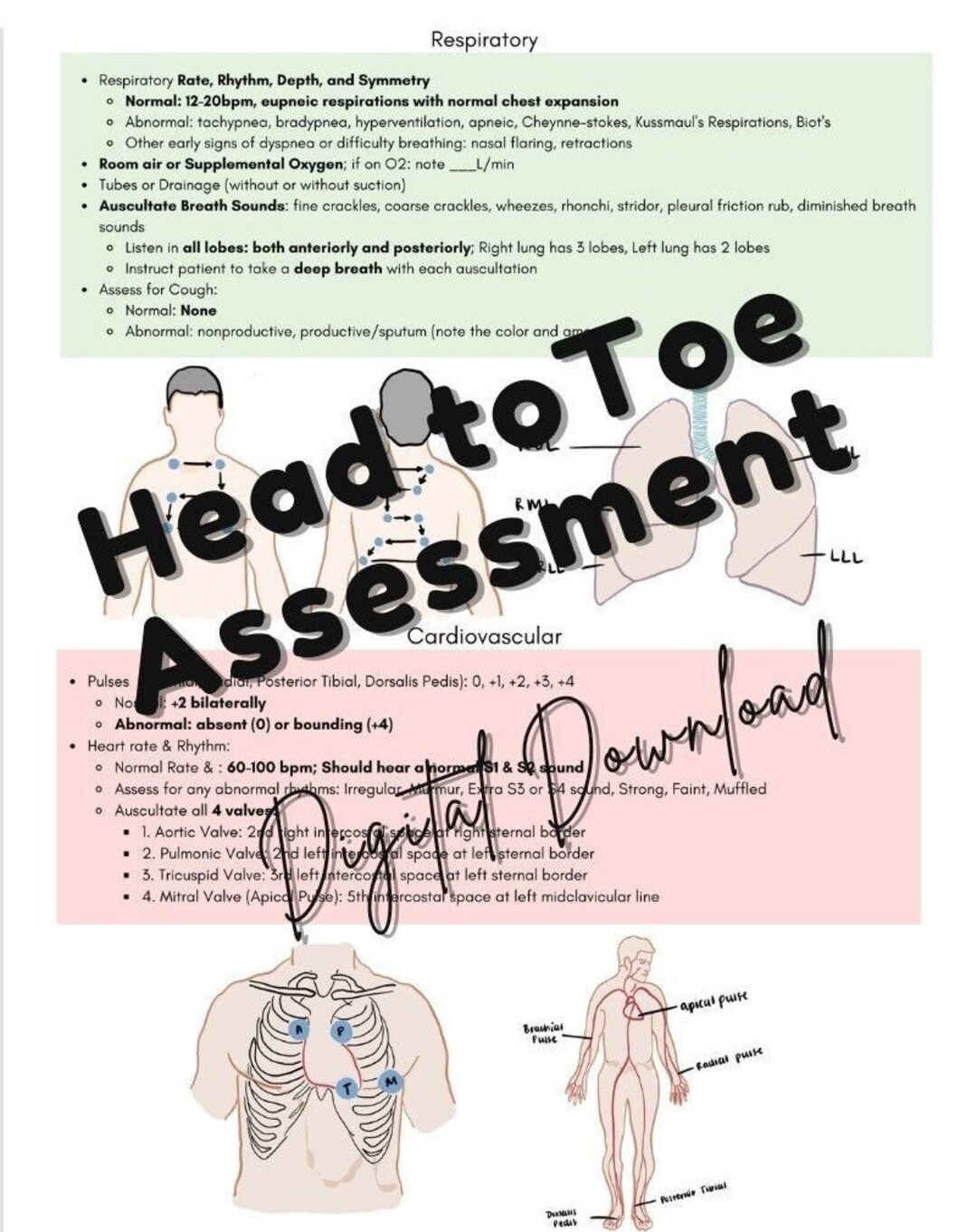 Nursing Head-to-toe Assessment Guide With Hand-drawn Illustrations ...