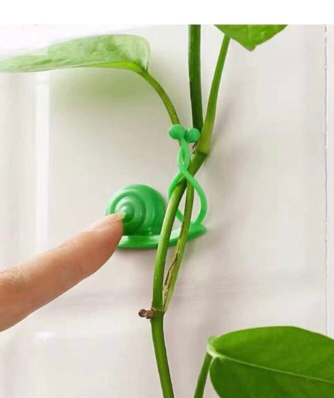 Snail Vine Guides - Etsy