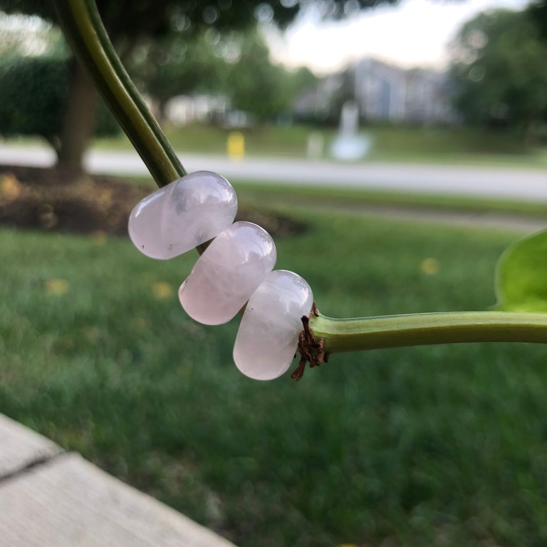 Crystal Plant Gems | Plant Safe Decor for Foliage Lovers | Rests on ...