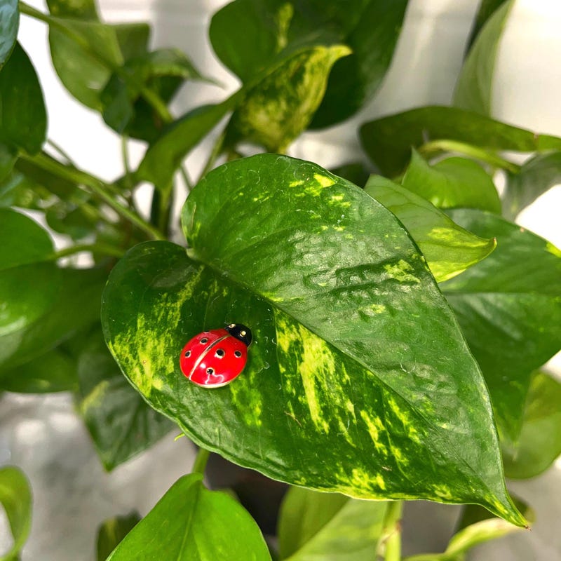 Ladybug House - Etsy