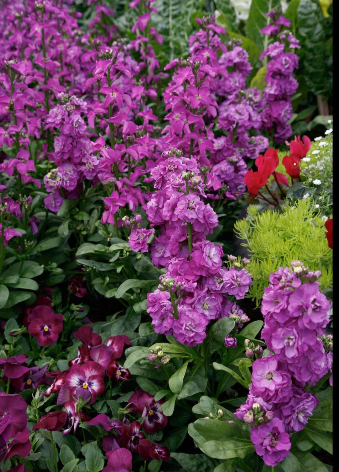 Purple Stock Flower Seeds - Etsy