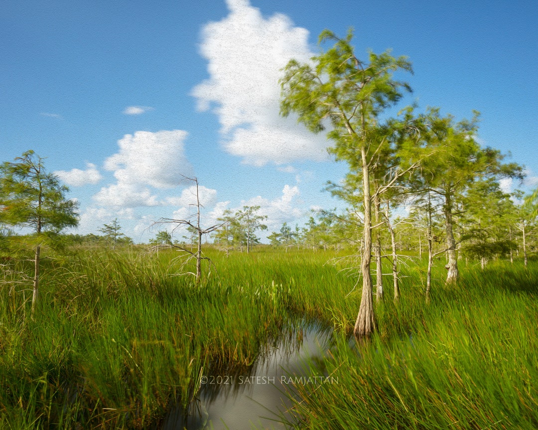 Florida Everglades Landscape Paintings Nature Wall Art for - Etsy
