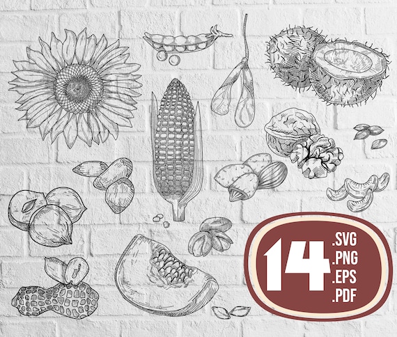 Seeds Svg Sunflower Svg Corn Svg Nuts Svg Vegetables Svg - Etsy