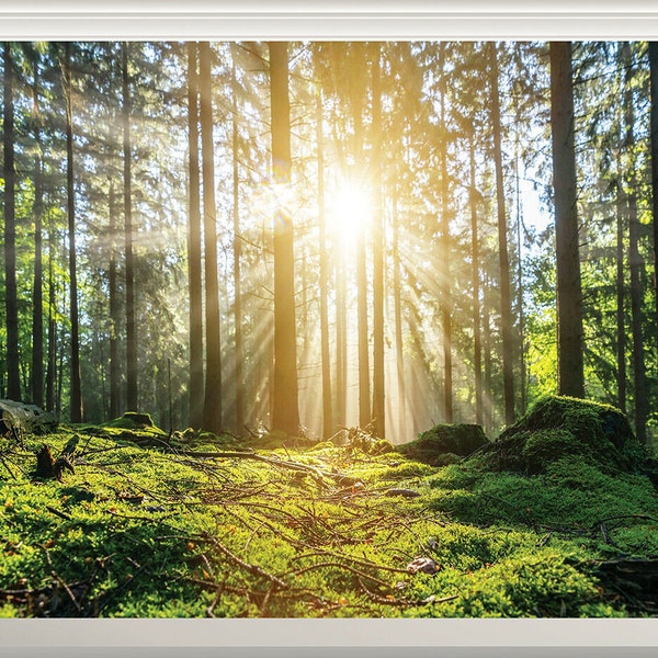 Tree Canopy - Etsy