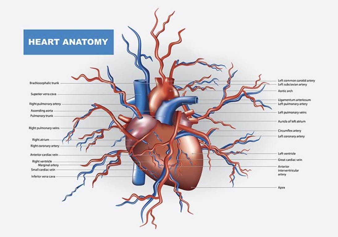 Wall Poster Educational Learning Heart Anatomy Cardiovascular System ...