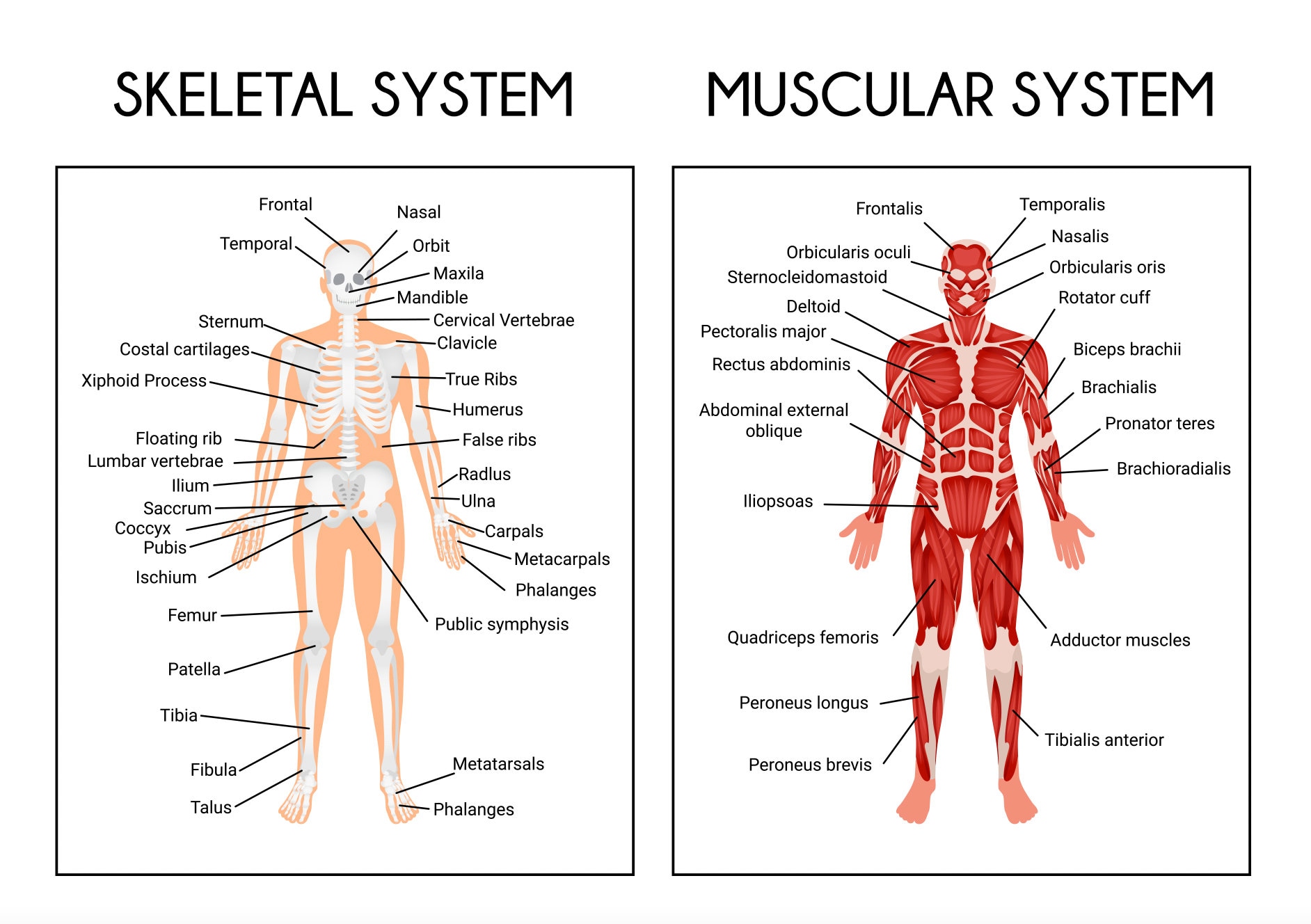 Poster Educational Learning Muscular & Skeletal System Diagram Muscles ...