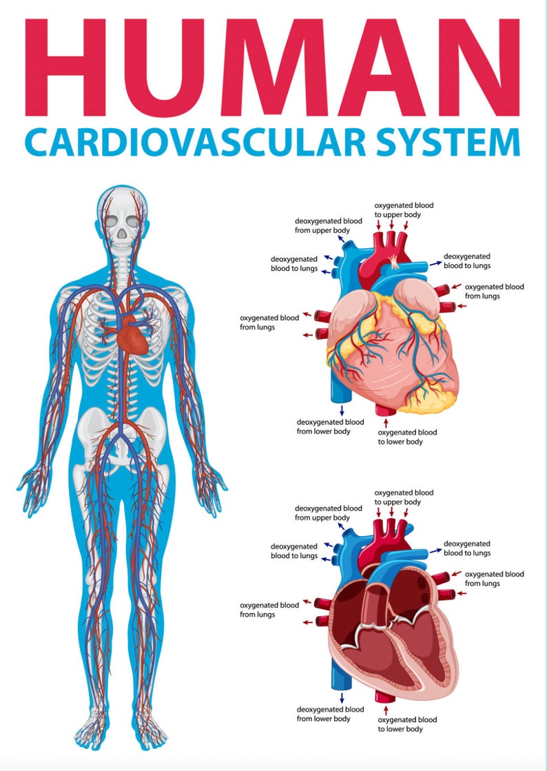 Poster Educational Learning Human Cardiovascular System Diagram Anatomy ...