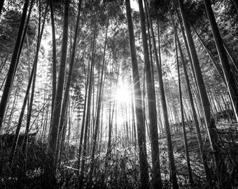 Canopy Forest Backdrop - Etsy