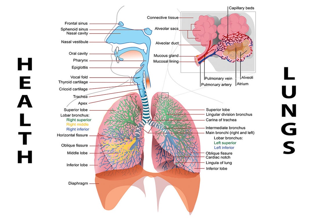 Various Sizes Poster Educational Learning Resource Health Lungs ...