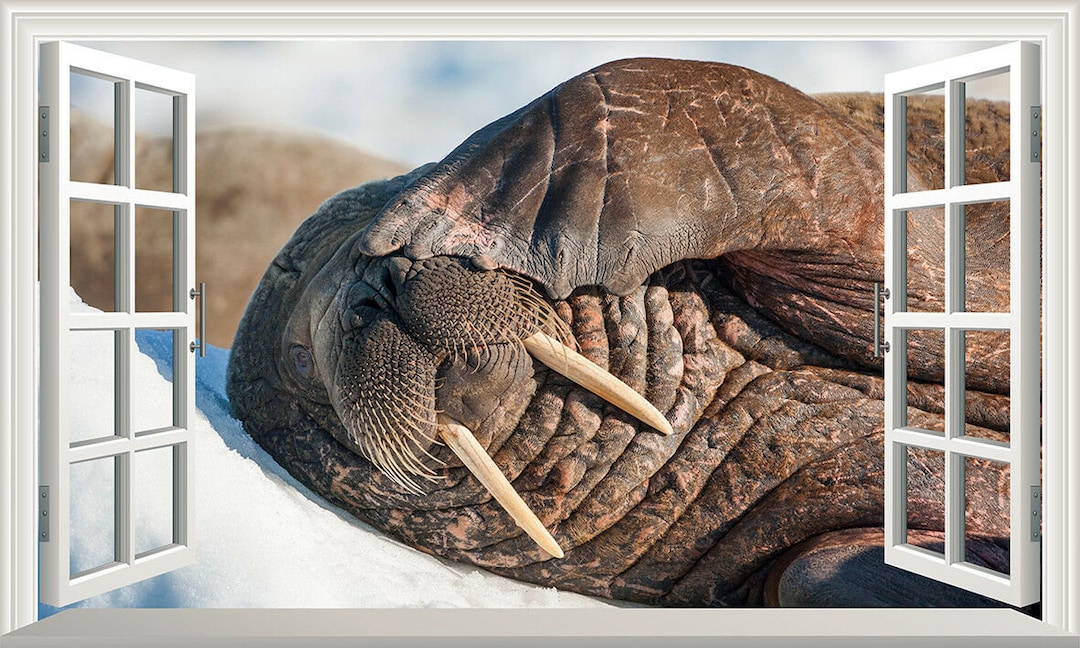 Walrus Animal Zoo Magic Window Wall Art Self Adhesive Sticker Decal ...