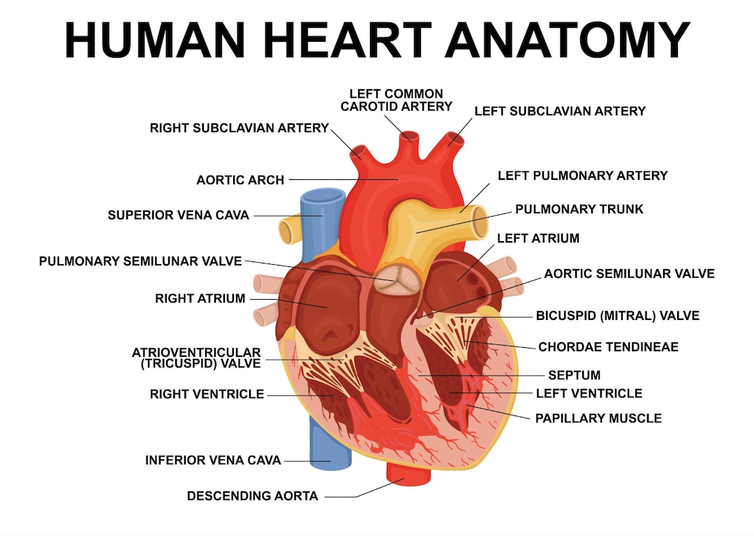 Various Sizes Poster Educational Learning Resource Health Human Heart ...