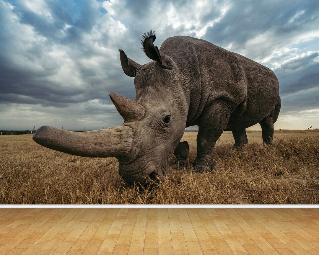 Buy Large Rhino Rhinoceros Animal Safari Wallpaper Mural Bedroom ...