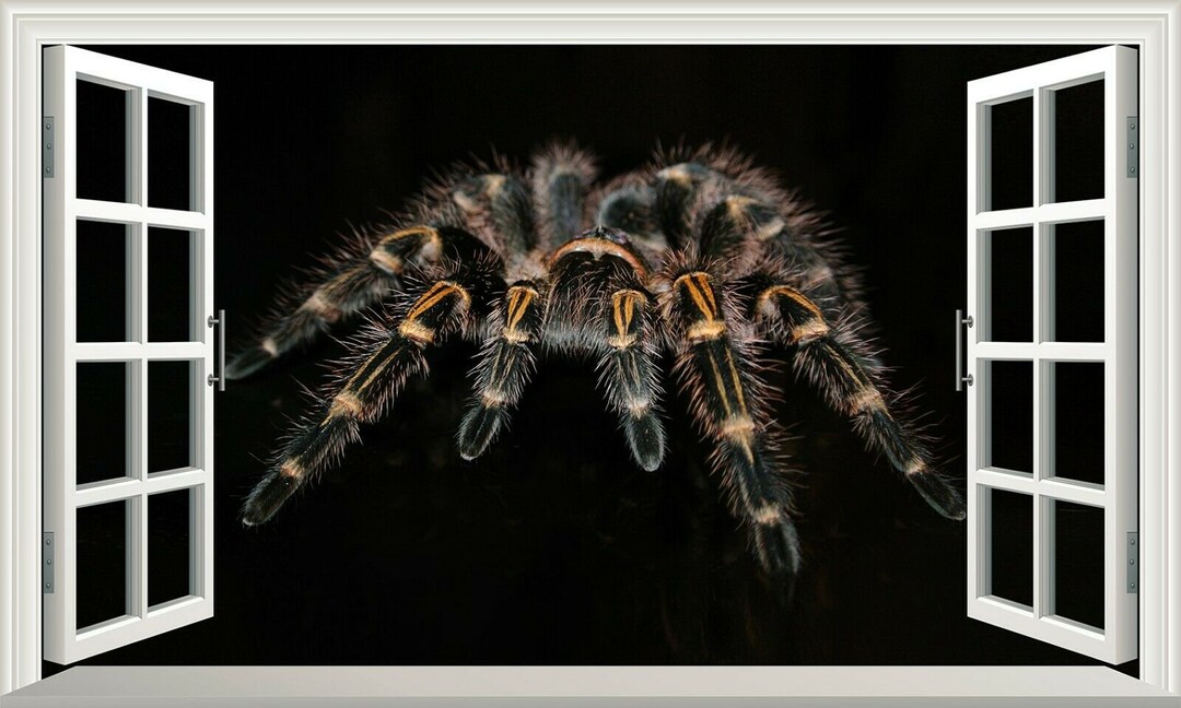 Tarantula Spider Arachnid Nature Decal Adhesive Vinyl Sticker Magic ...