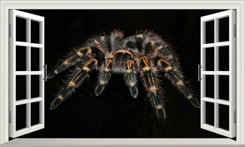 Tarantula Spider Arachnid Nature Decal Adhesive Vinyl Sticker Magic ...