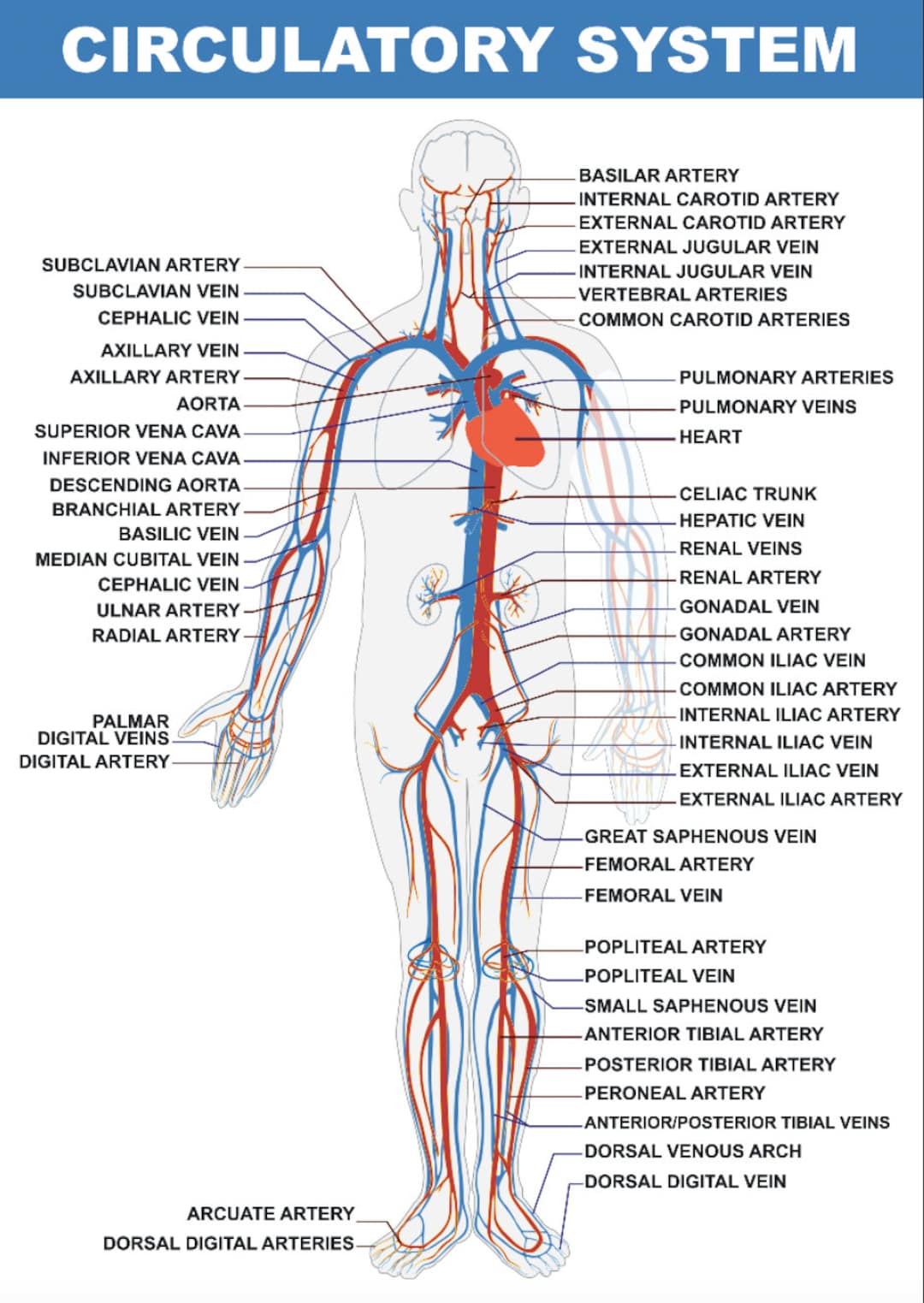 Various Sizes Poster Educational Learning Resource Health Human ...