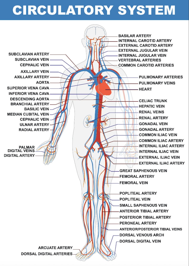 Various Sizes Poster Educational Learning Resource Health Human ...