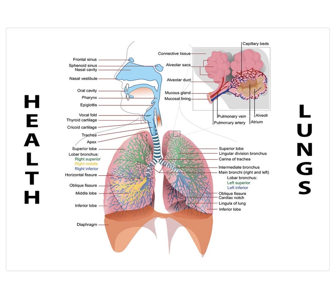 Various Sizes Poster Educational Learning Resource Health Lungs ...