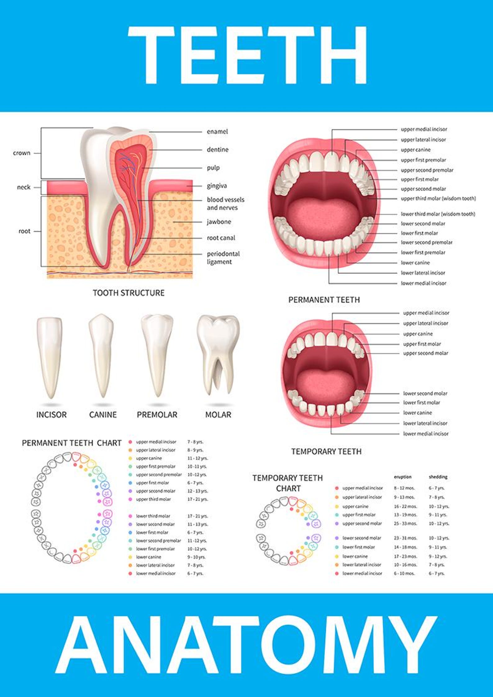 Teeth Chart Anatomy Educational Learning Dentist Training Business ...