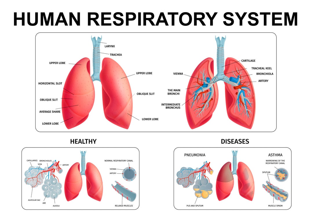Poster Educational Learning Lungs Respiratory System Lungs Science ...