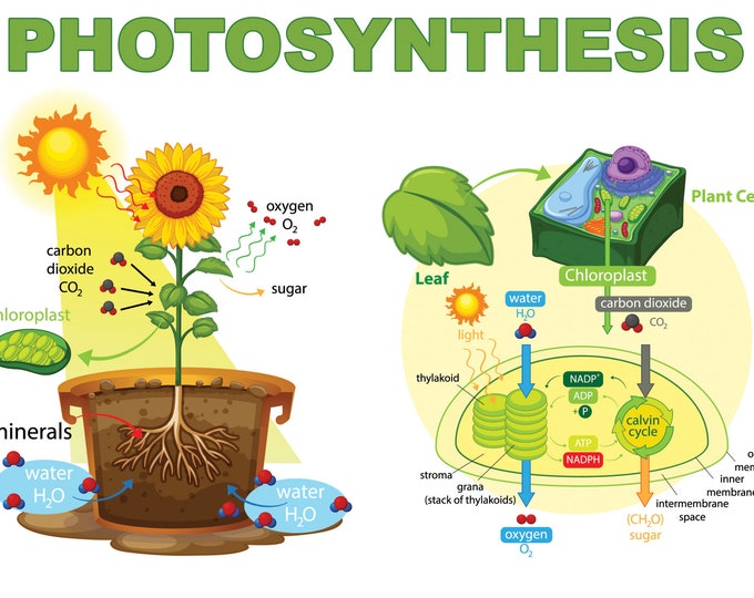 Wall Poster Educational Learning Photosynthesis Diagram Graphic Science ...