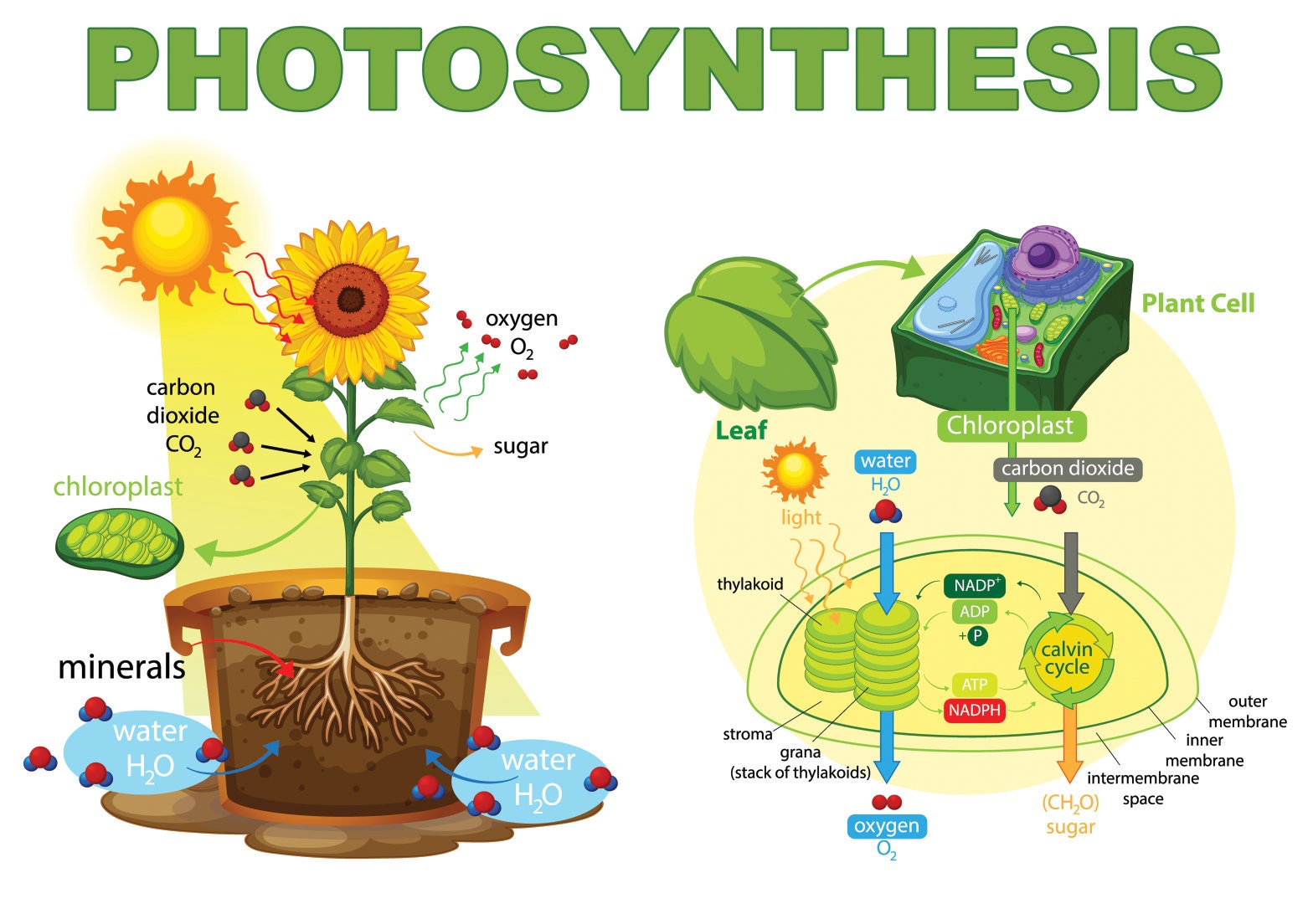 Wall Poster Educational Learning Photosynthesis Diagram Graphic Science ...