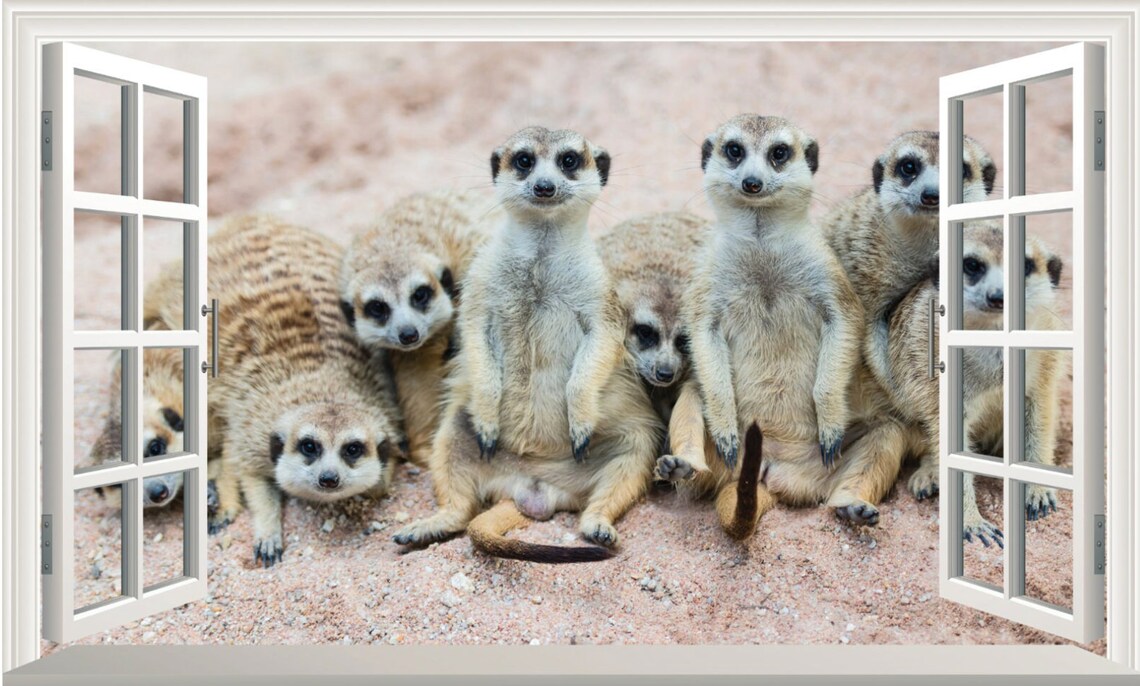 Meerkats Meerkat Cute Designs Decal Adhesive Vinyl Sticker Magic Window ...