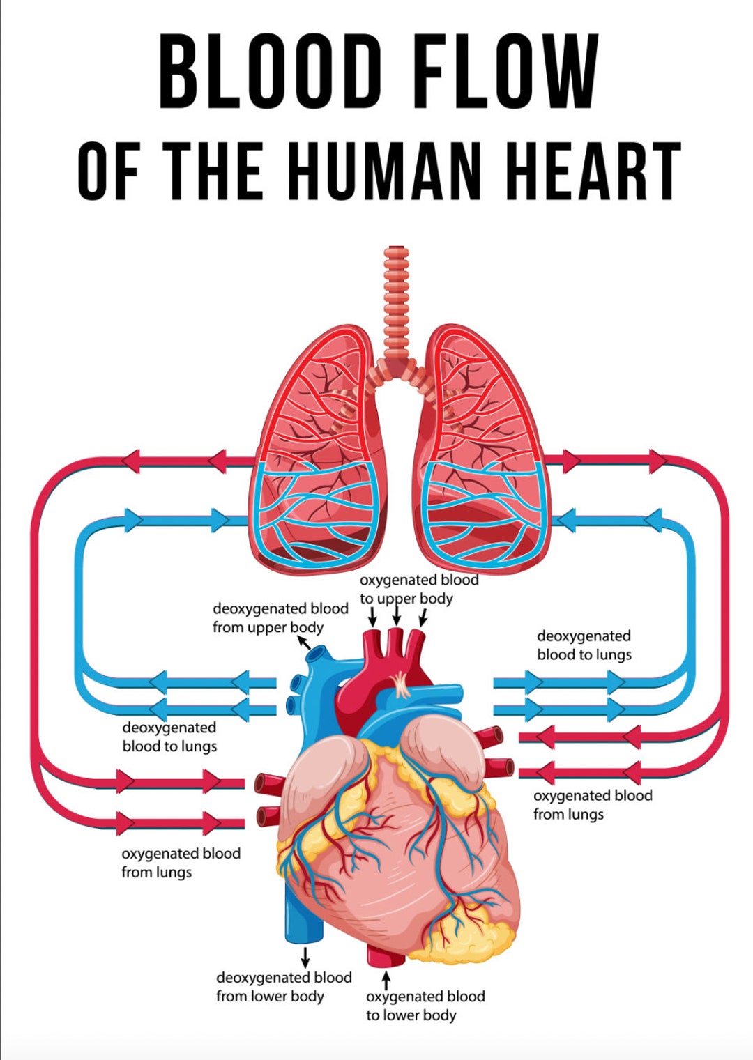 Wall Poster Educational Learning Human Blood Flow Cardiology Cardio ...