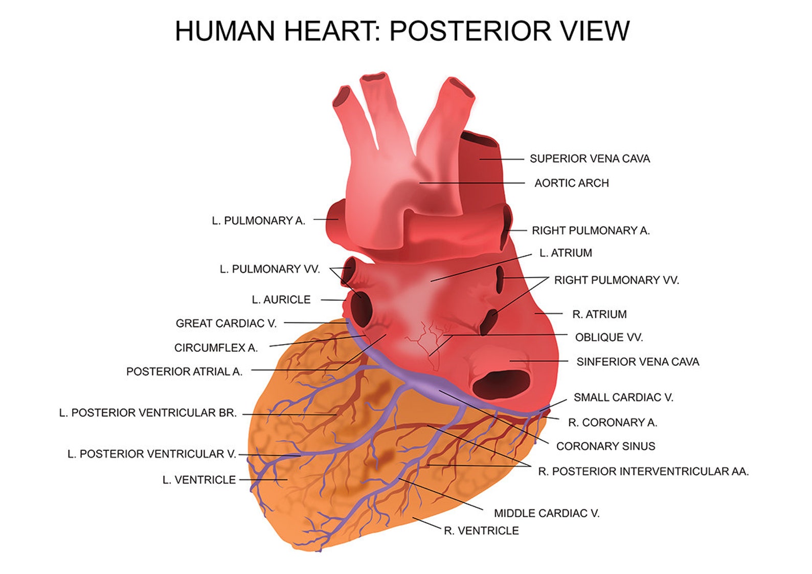 Various Sizes Poster Educational Learning Resource Health Human Heart ...